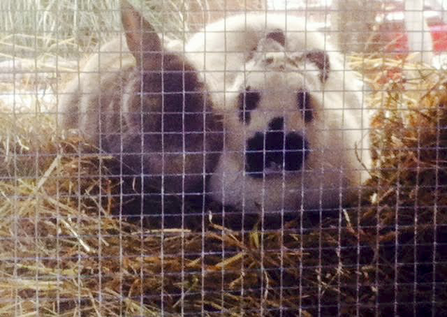 Cricket Farm – Saltspring Meats